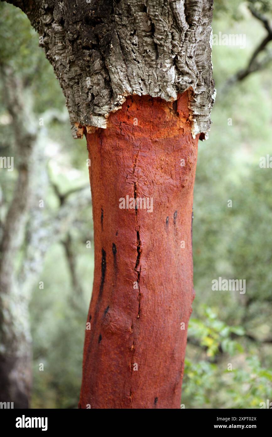 Cork oak red trunk Stock Photo - Alamy