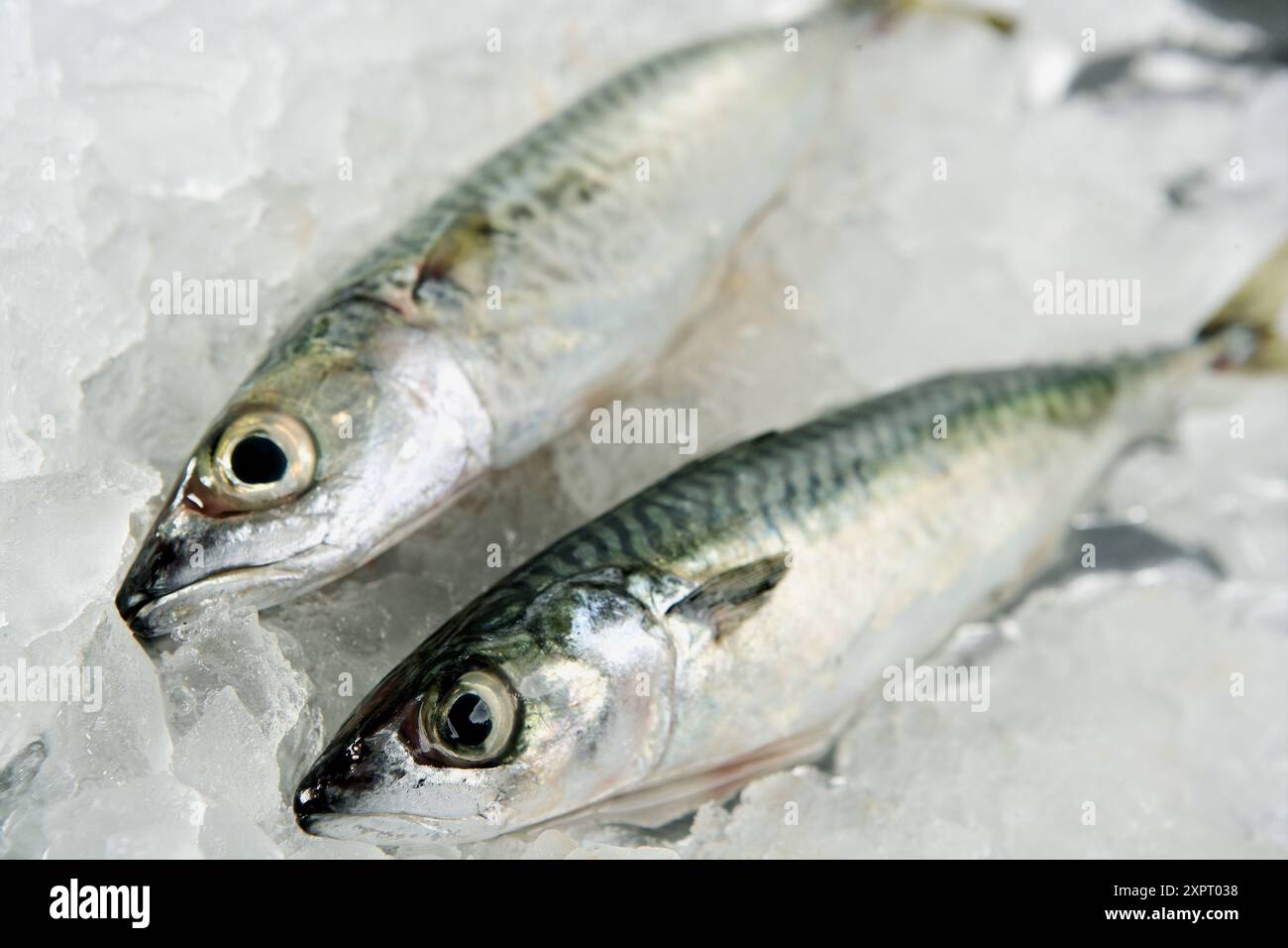Two mackerel in ice Stock Photo - Alamy