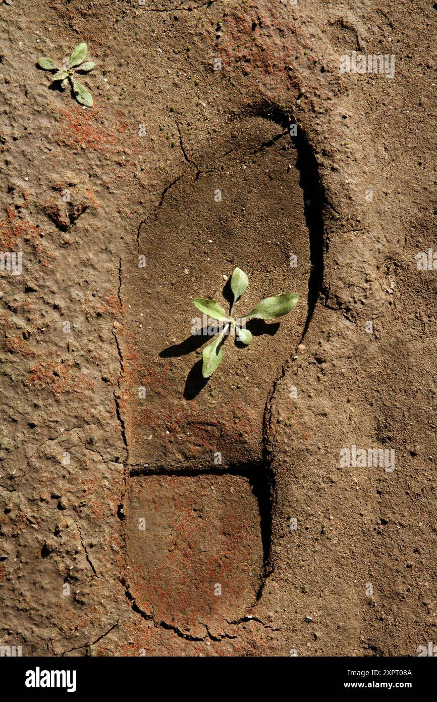 human footprint in a clay floor, plant growing inside Stock Photo - Alamy