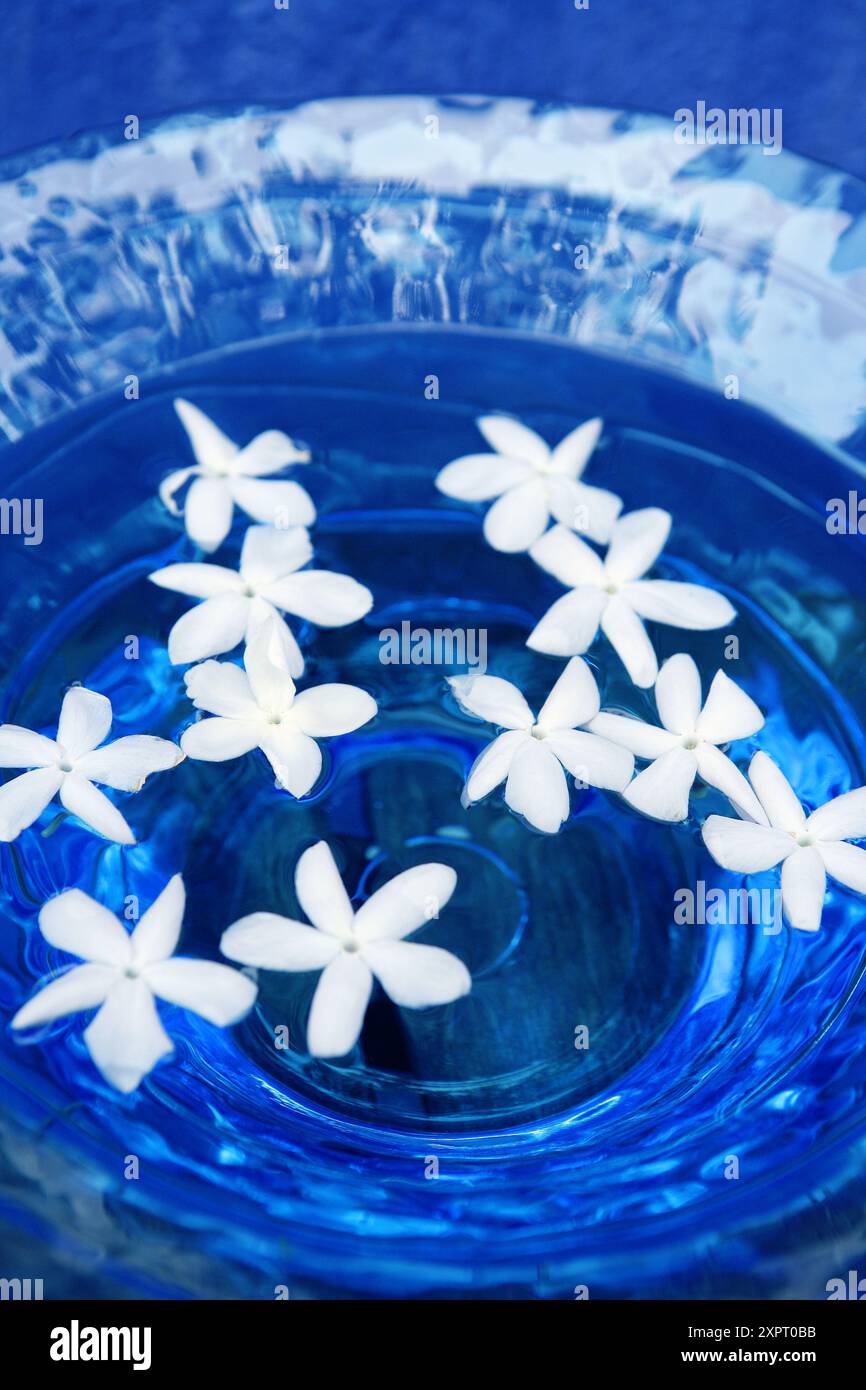 Jasmine flowers in blue water Stock Photo - Alamy