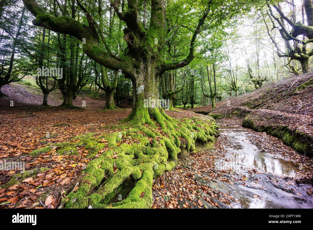 Spain, Basque Country, Euzkadi, Alava, Vizcaya, Gorbea Natural Park ...
