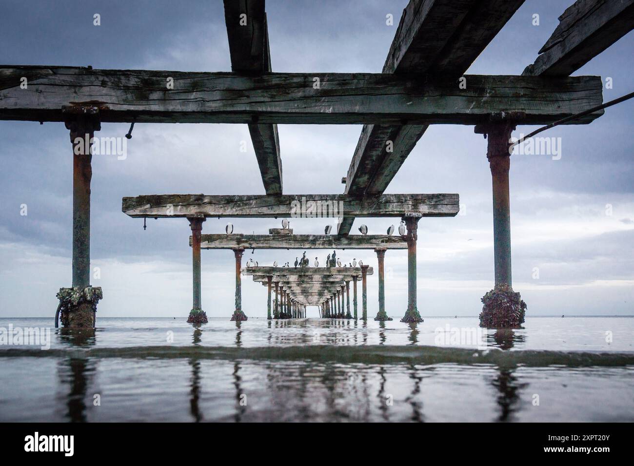Chile, Patagonia, Sandy Point, Costanera, Punta Arenas, Cormorants ...