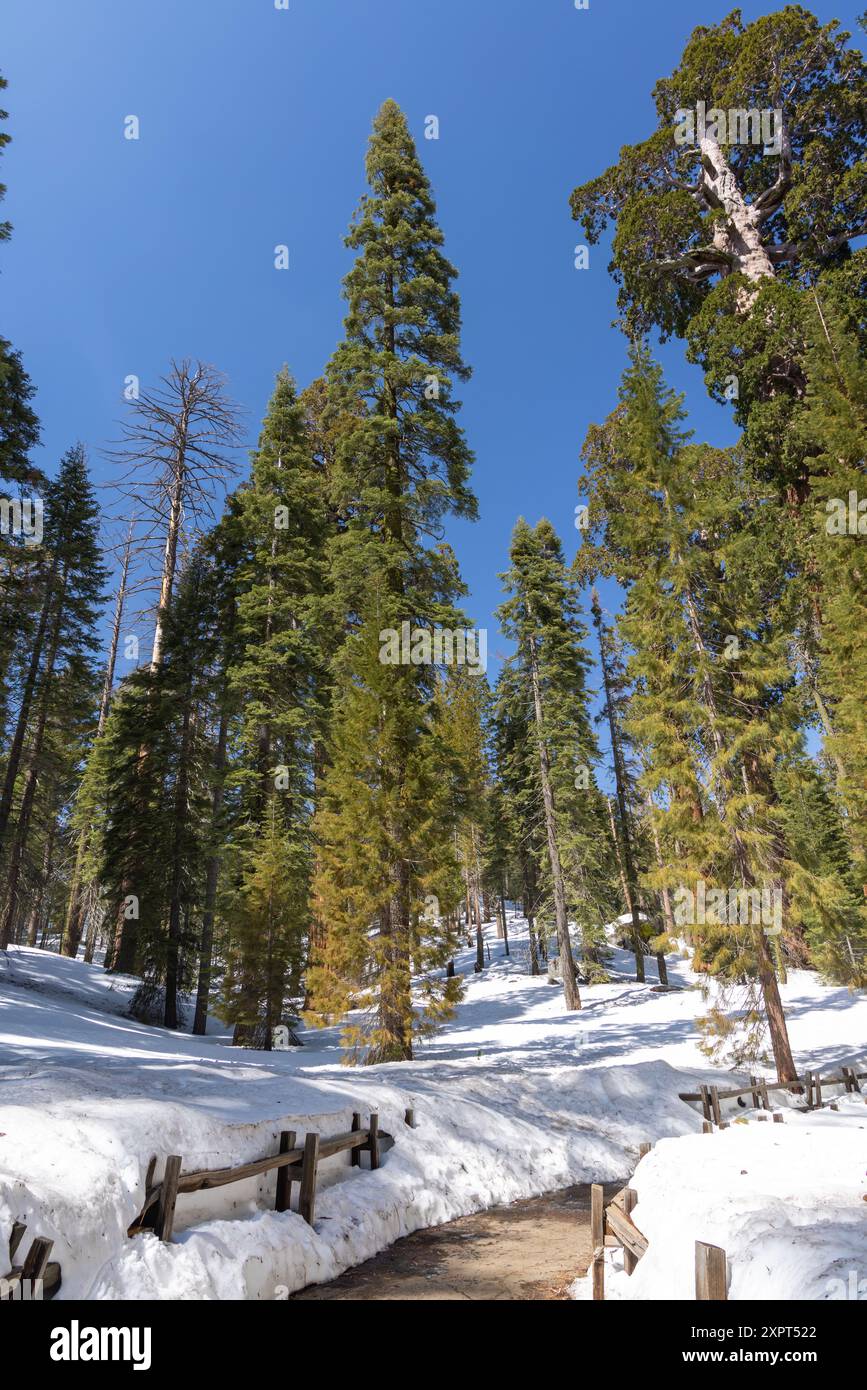 Snow-covered sequoia tree park, winter wonderland. Sunny day Stock ...