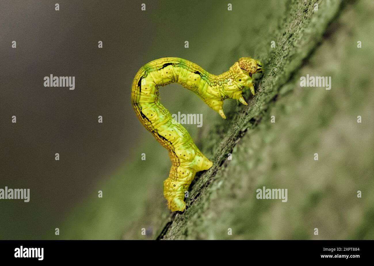 A detailed closeup image of a bright green caterpillar curiously ...