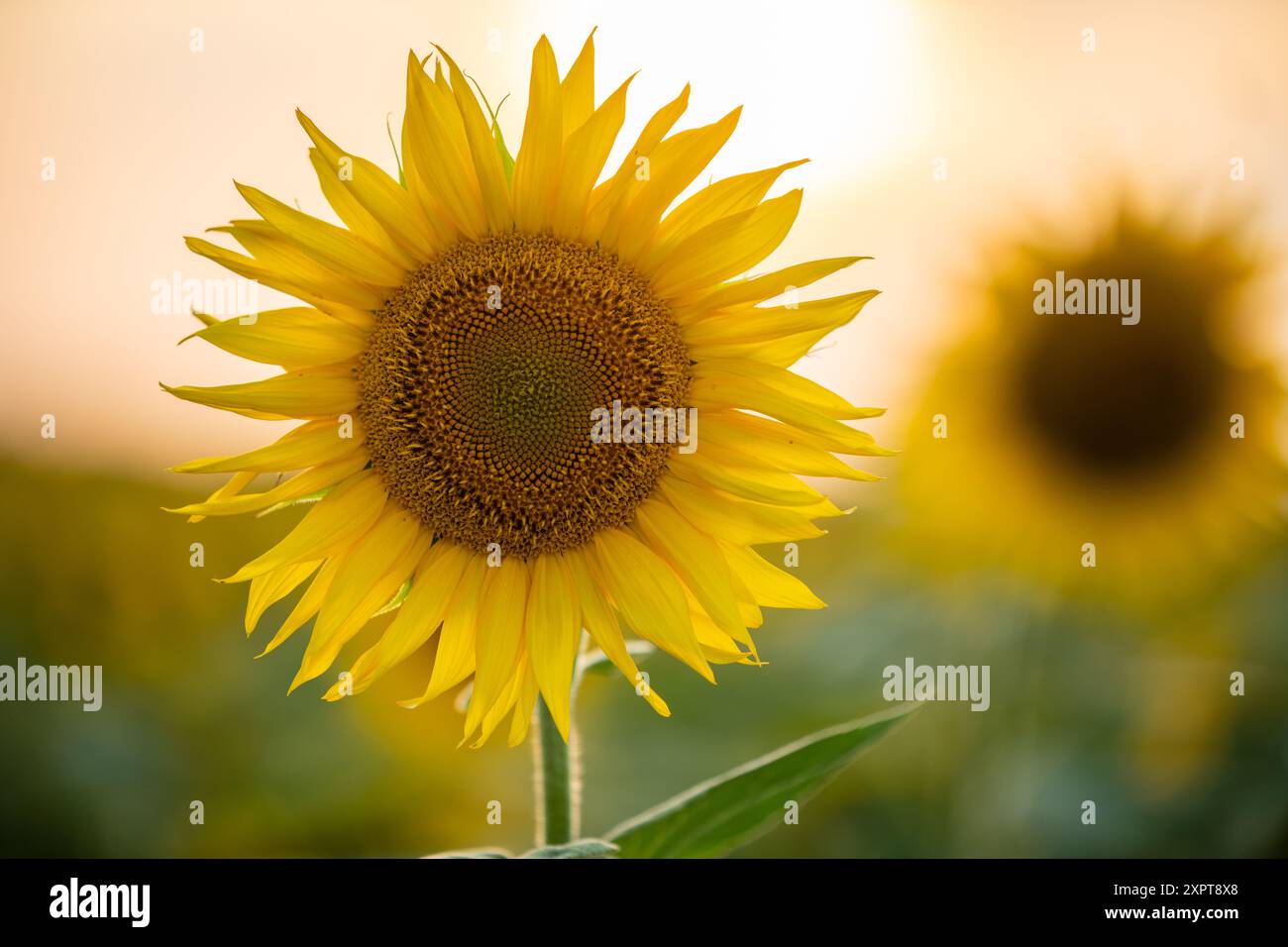 Sunflower field of blooming plants against going down evening sun Stock ...