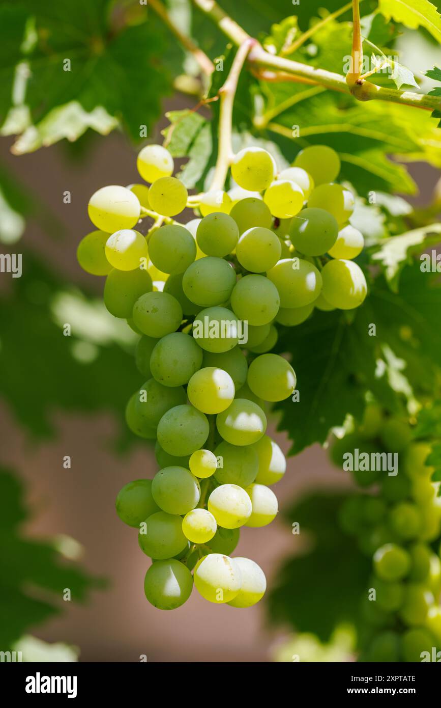 White grapes on grape vine Stock Photo - Alamy