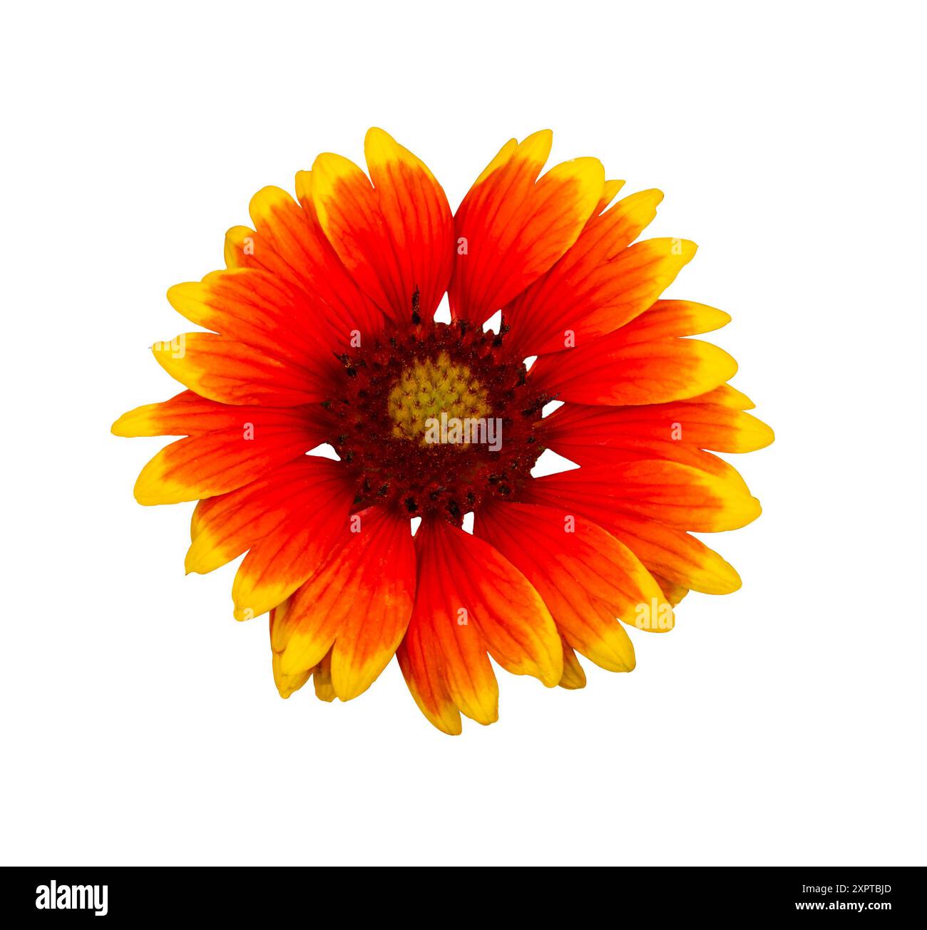Firewheel indian blanket Cut Out Stock Images & Pictures - Alamy
