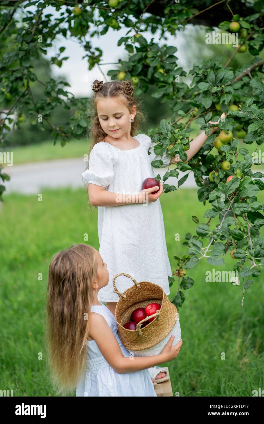 Cute two little girl friends are smiling and picking apples in basket ...