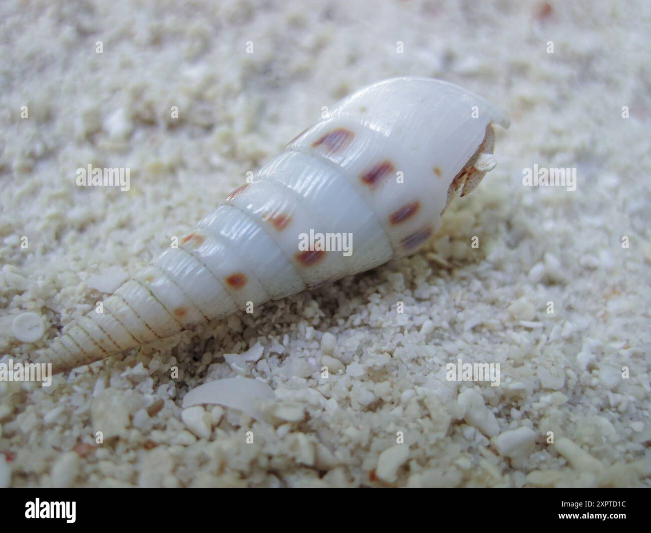 Sea side background with white long shell on sand, Selective focus ...