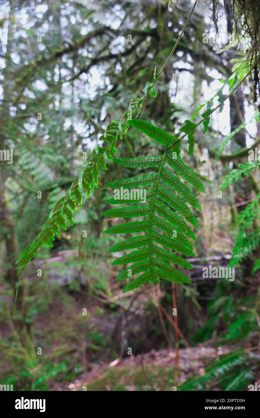 Underside of a Polypodium glycyrrhiza showing the spores - commonly ...