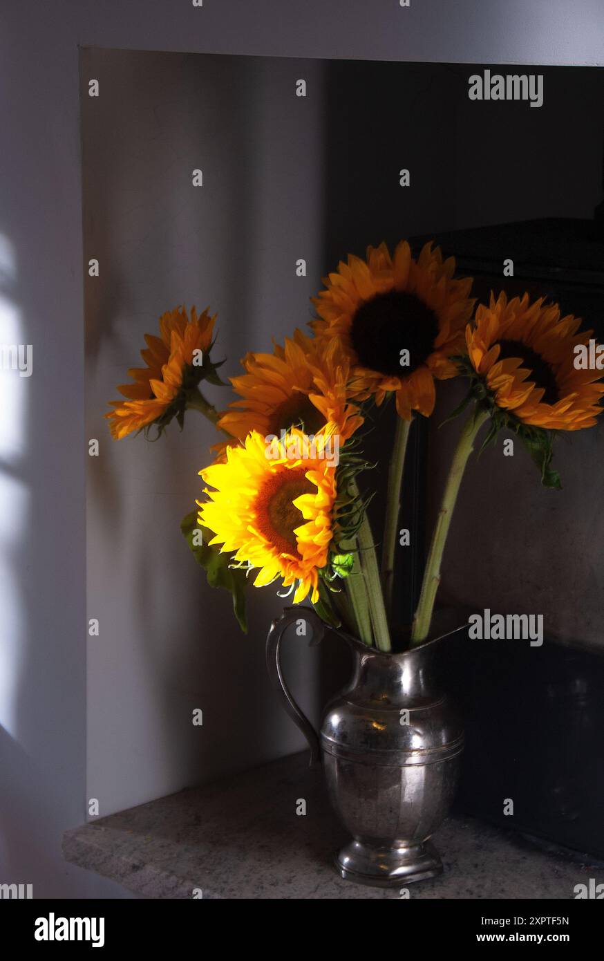 An old silver plate jug of Sunflowers catch a shaft of sunlight Stock ...