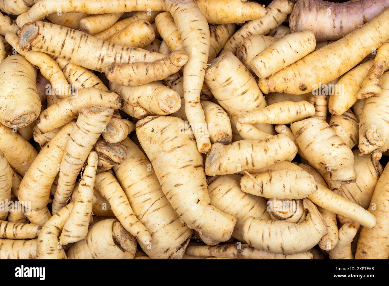Arracacha at the Colombian peasant market - Arracacia xanthorrhiza ...
