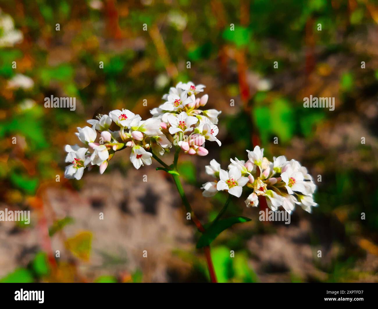 Buckwheat plants are in full bloom, showcasing clusters of white ...