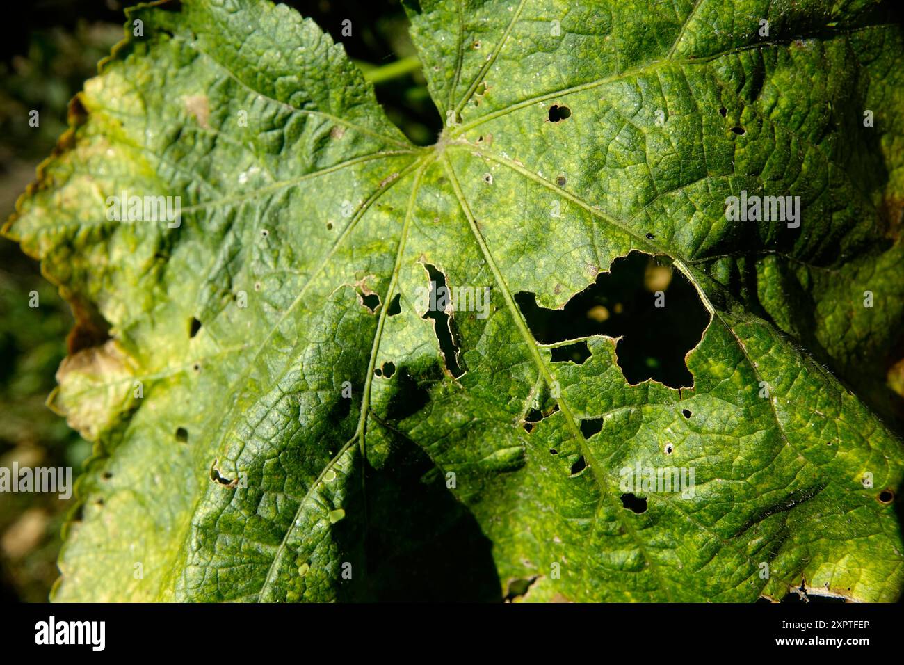 From pests hi-res stock photography and images - Alamy