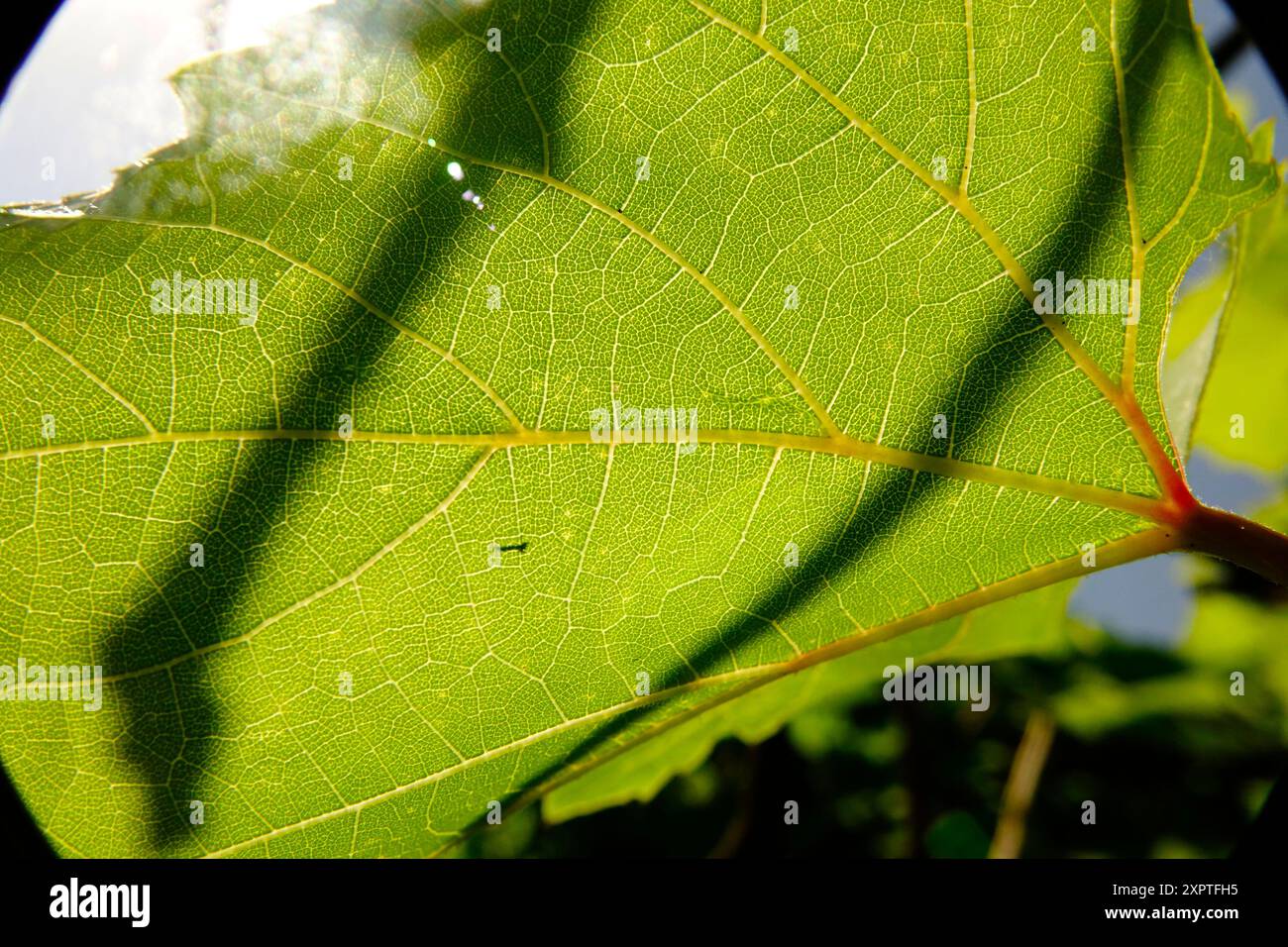 Textured grape leaves bask in warm natural light, showcasing intricate ...