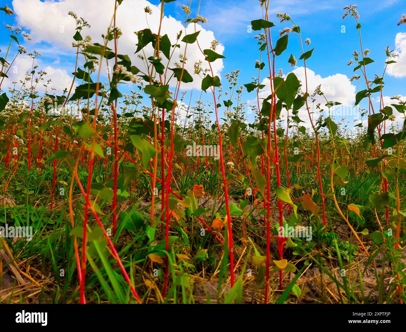 Buckwheat plants thrive and bloom in the lush field, surrounded by the ...