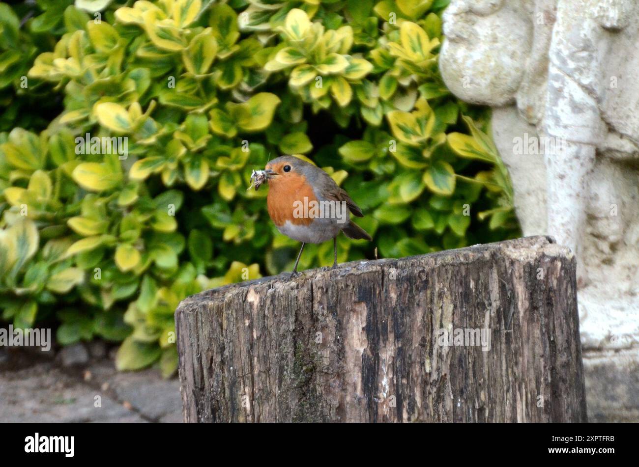 An interesting photograph that shows a European Robin with an insect ...