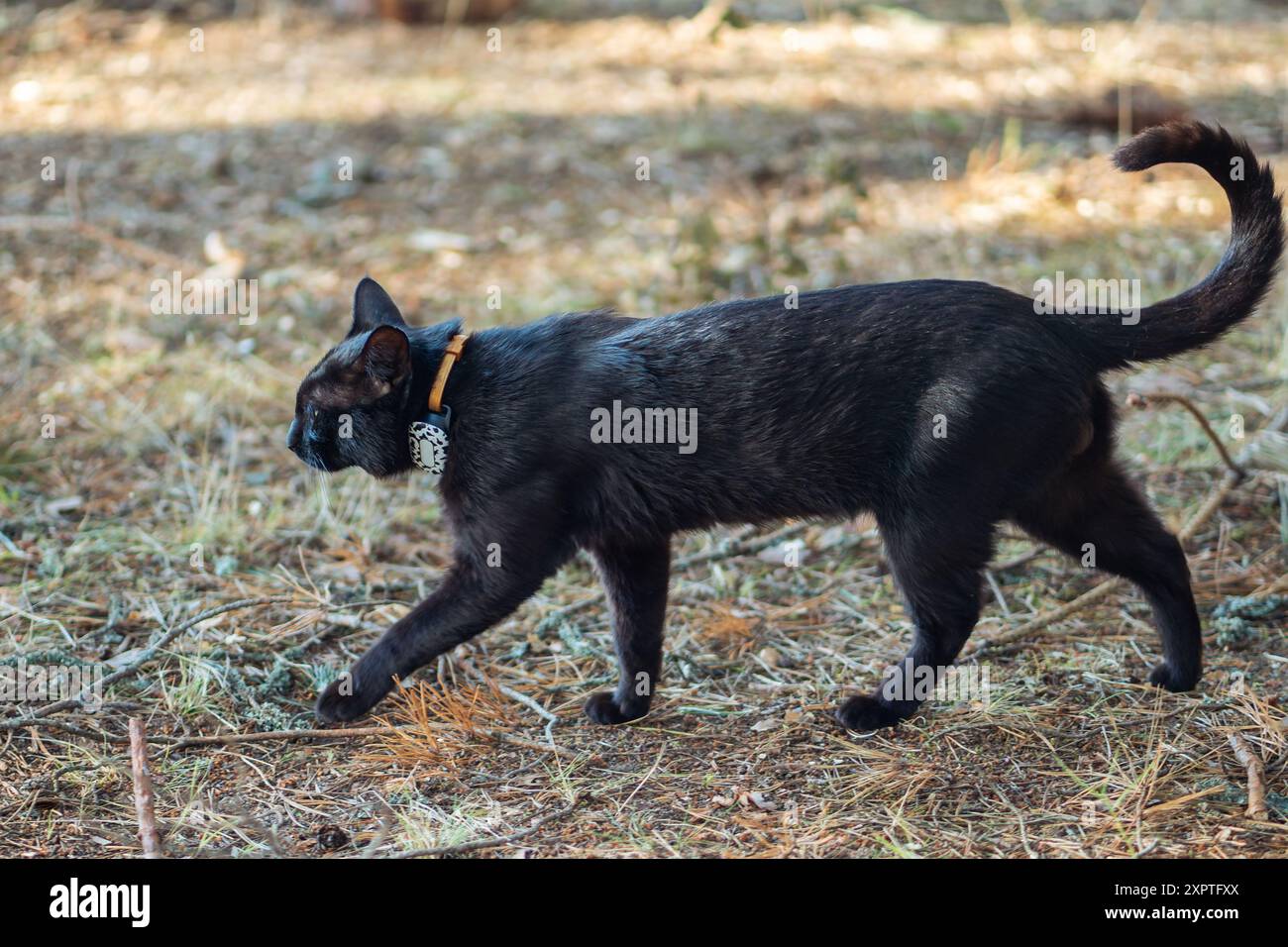 Black cat walking outside in nature with orange gps tracker around neck ...