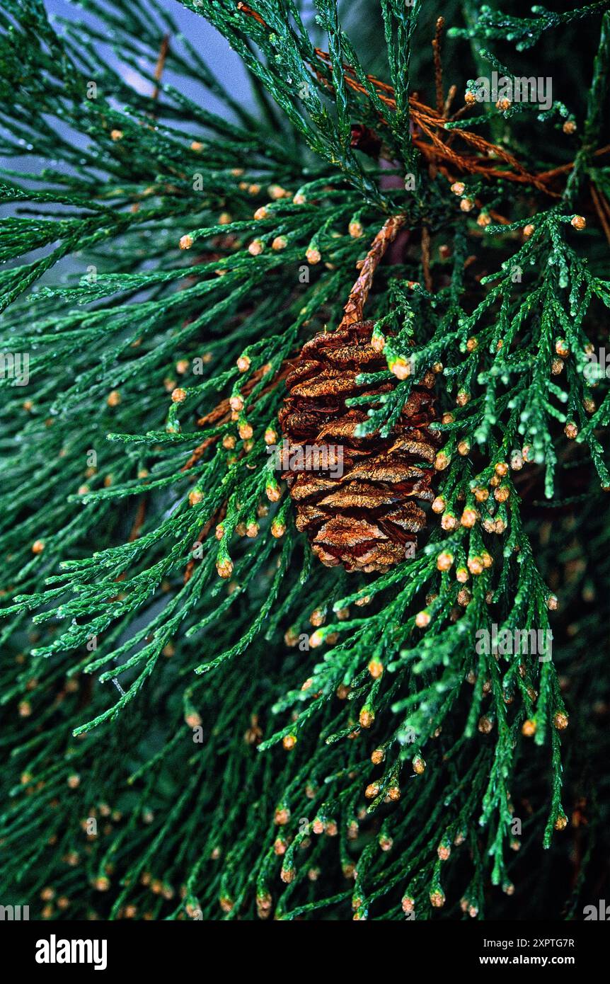 Giant sequoia (Sequoiadendron giganteum), Cupressaceae. large ...