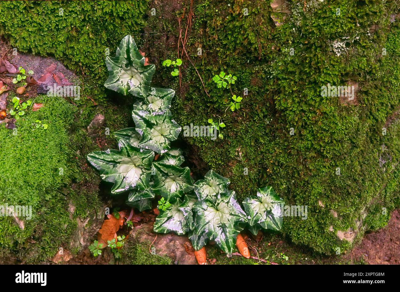 Ivy-leaved cyclamen (Cyclamen hederifolium),Primulaceae. Perennial ...