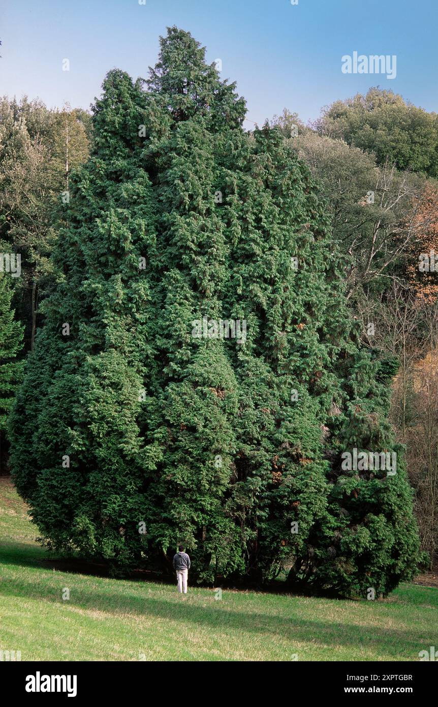 Port Orford cedar or Lawson cypress (Chamaecyparis lawsoniana ...