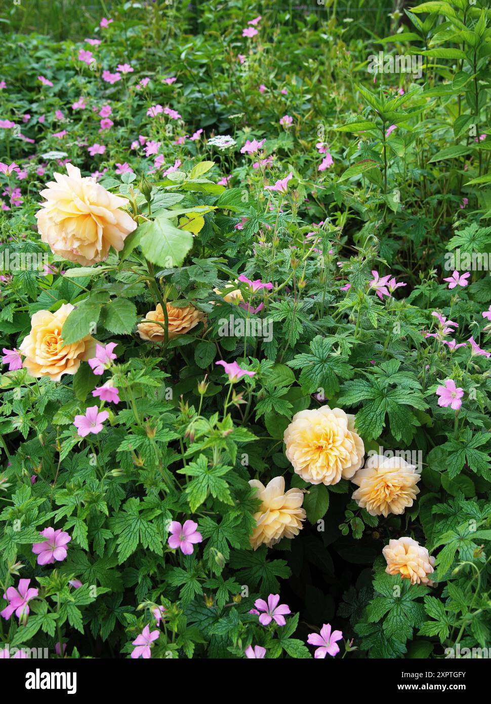 Rosa 'Grace' partnered with Geranium oxianum 'Wargrave' Stock Photo - Alamy