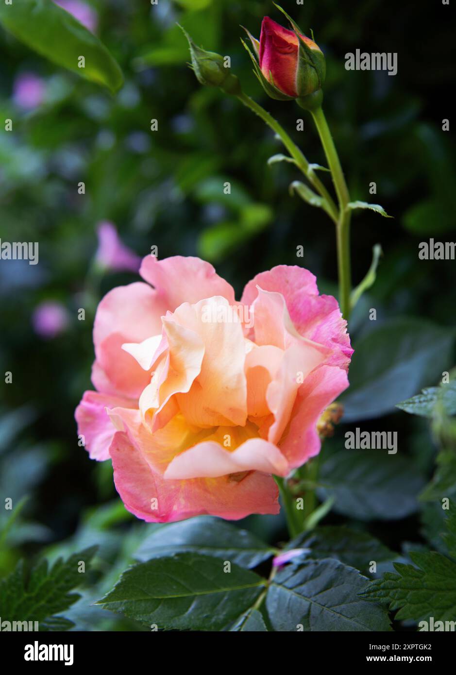 Rich apricot shrub rose hi-res stock photography and images - Alamy