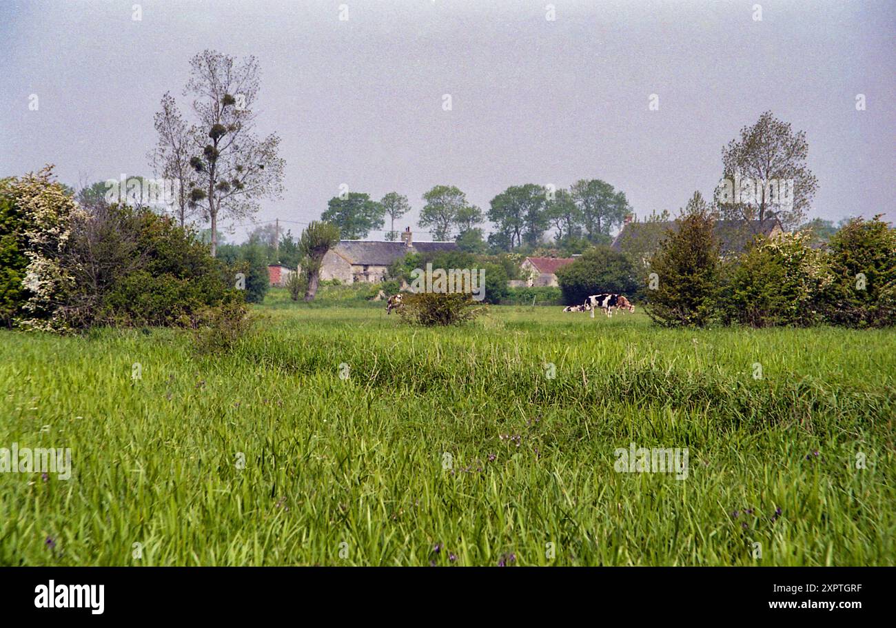 typical farm in farmland Normandy Stock Photo - Alamy