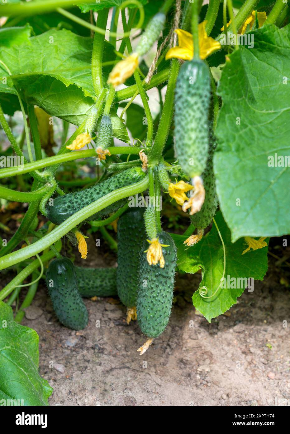 Cucumber plant. Cucumber with leafs and flowers. Growing cucumber plant ...