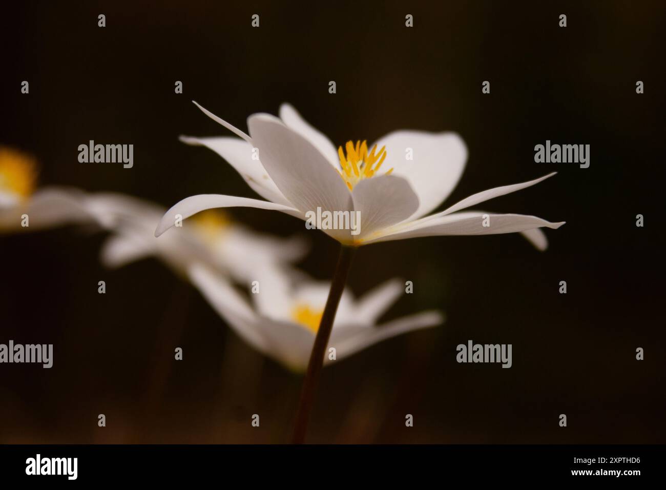 Botancial art hi-res stock photography and images - Alamy