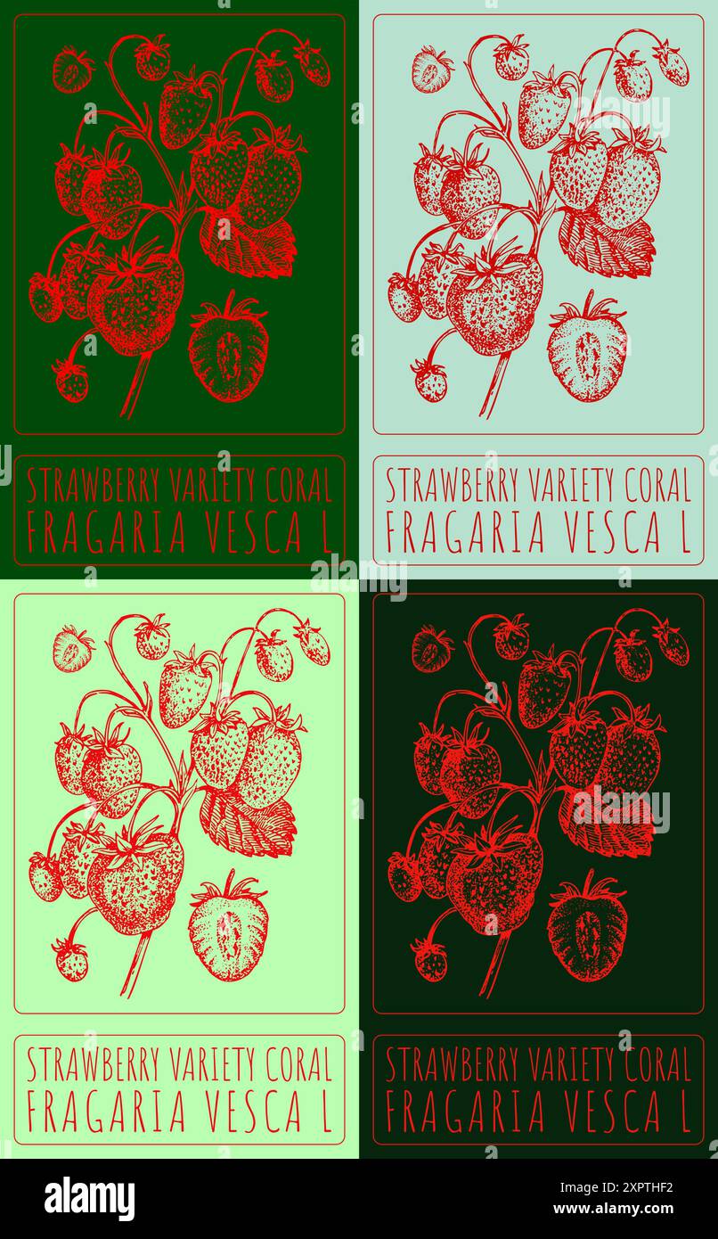 Set of vector drawing STRAWBERRY VARIETY CORAL in various colors. Hand ...