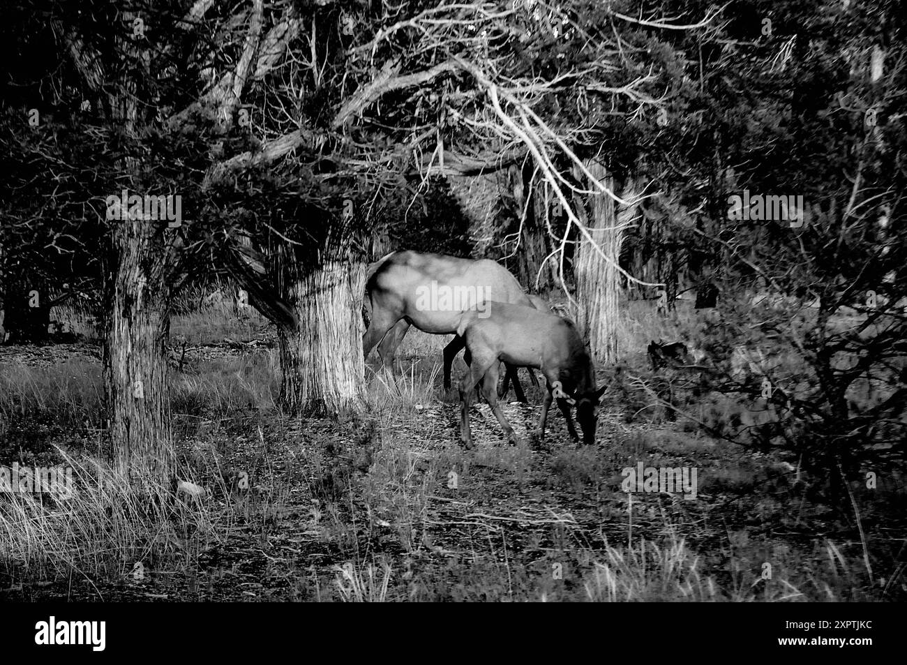 Gran amerika Black and White Stock Photos & Images - Alamy