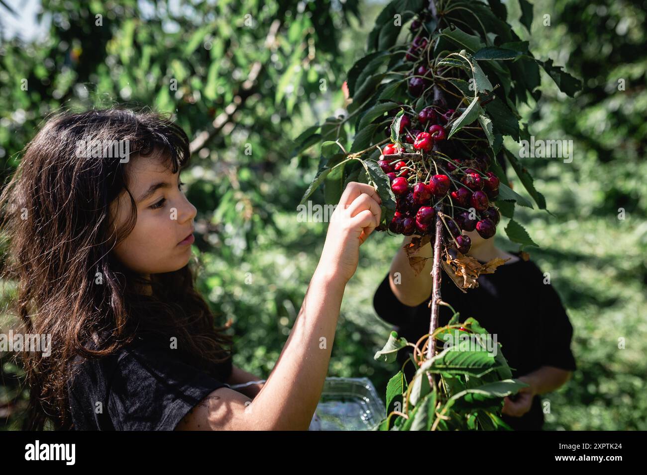 busy children picking up cherries from the tree in the farm Stock Photo ...