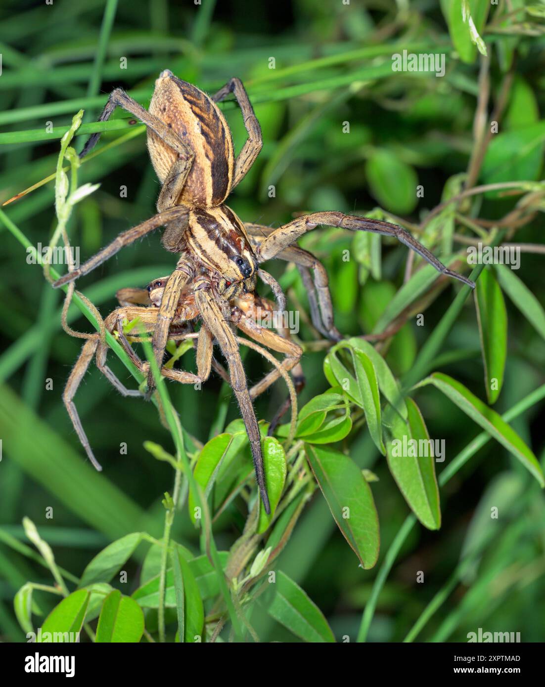 Rabid wolf spider (Rabidosa rabida) female cannibalizing another ...