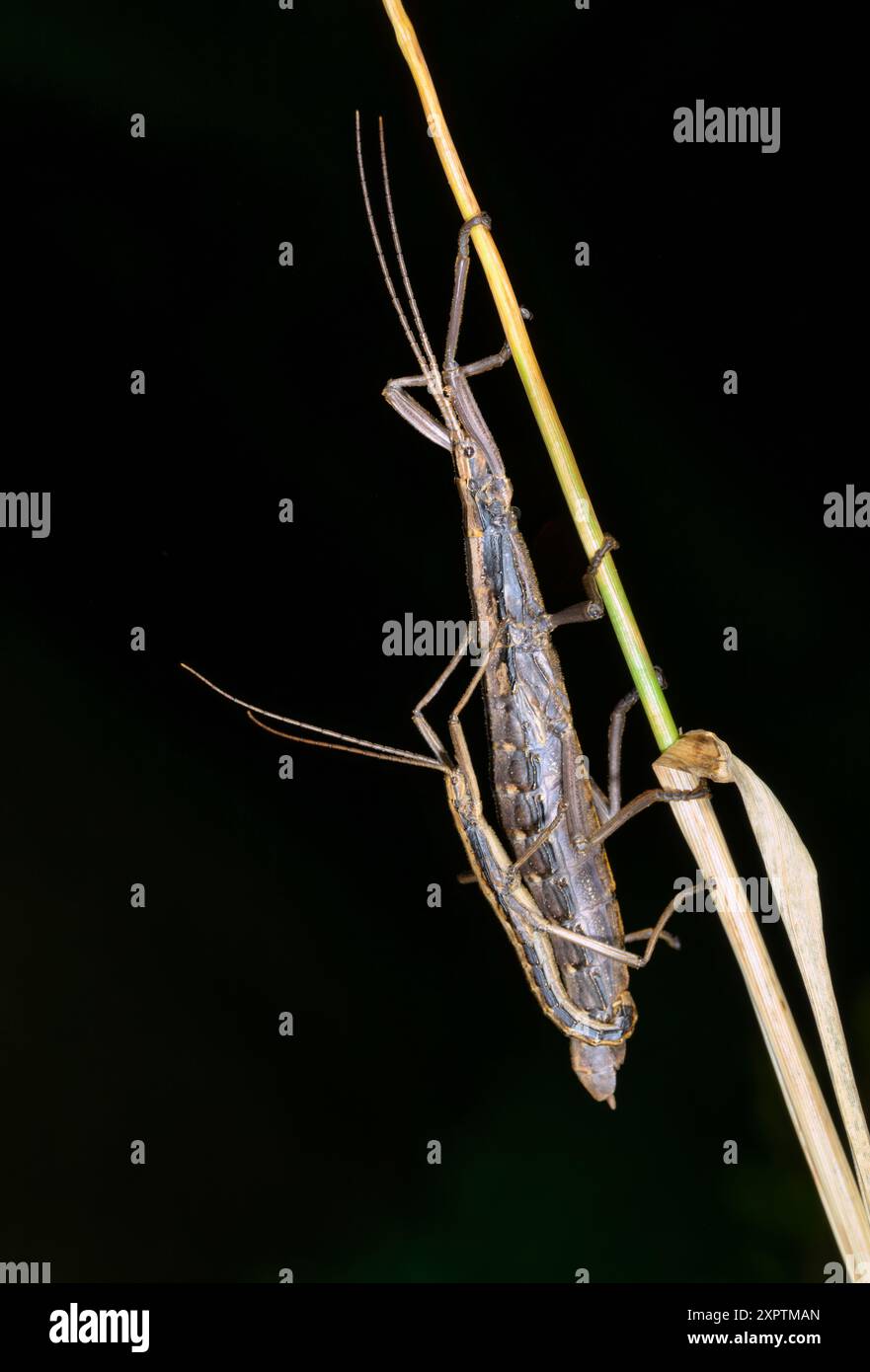 Mating stick insects hi-res stock photography and images - Alamy