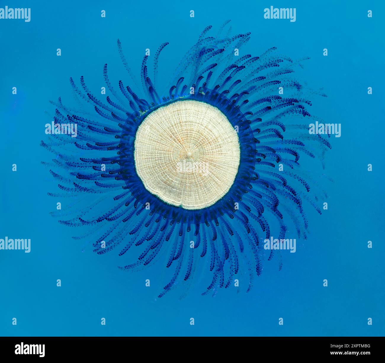 The blue button (Porpita porpita) floating on the ocean surface in a ...