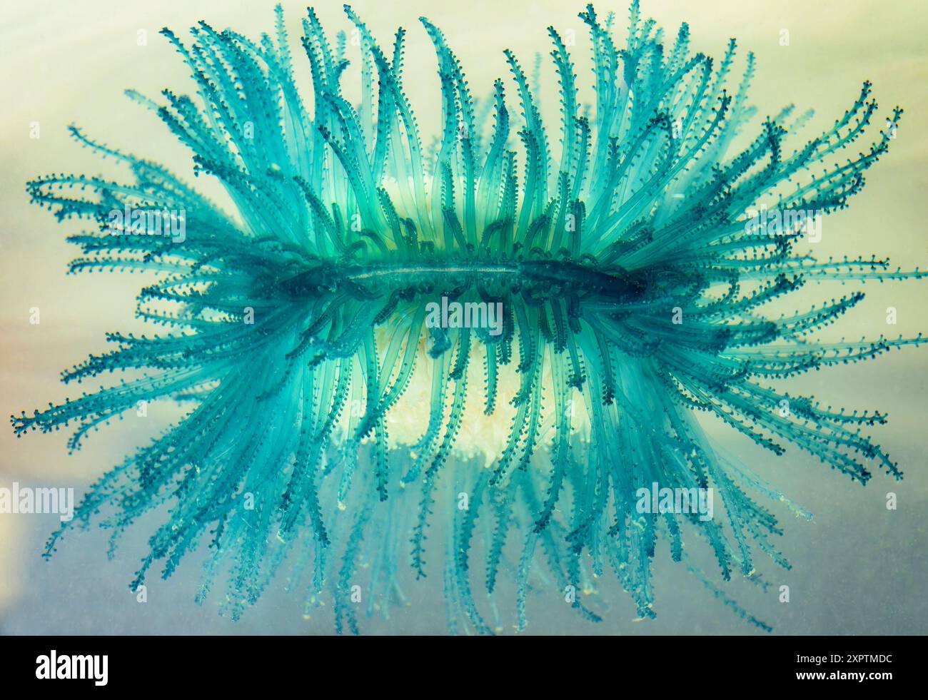 Underneath of the blue button (Porpita porpita) floating on the ocean ...