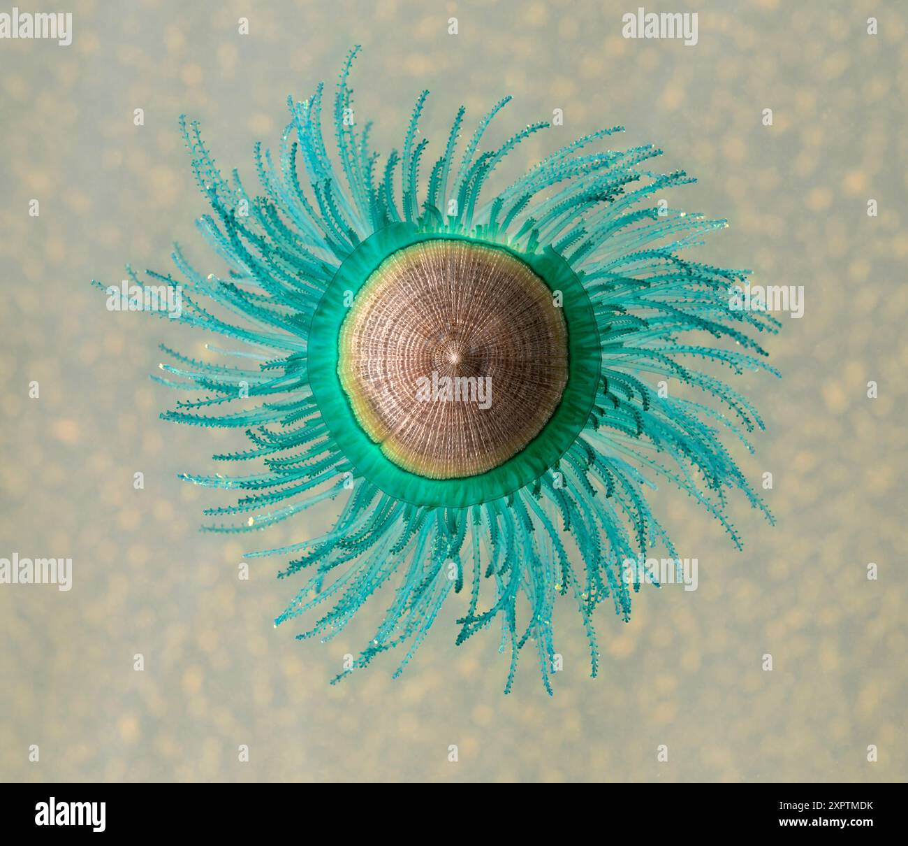Blue button (Porpita porpita) floating on water surface over sandy ...