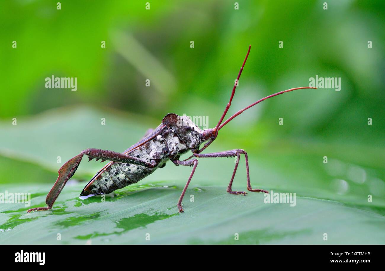 Giant Leaf-footed bug (Acanthocephala declivis) on a leaf, stacked ...