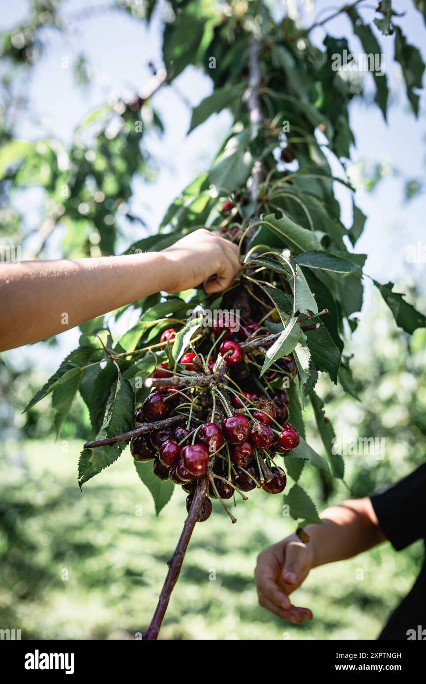 busy children picking up cherries directly from the tree in the farm ...