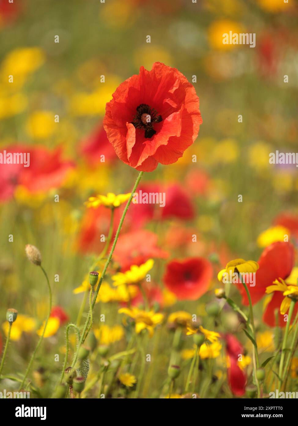Wind blown poppy hi-res stock photography and images - Alamy
