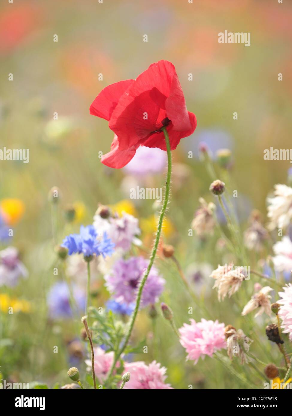 Wind blown poppy hi-res stock photography and images - Alamy