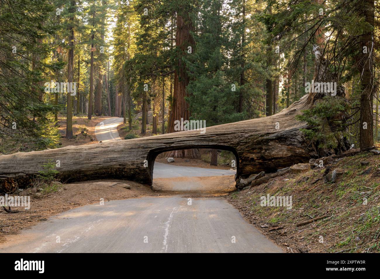 Tunnel Log - A quiet sunny Spring evening at Tunnel Log, Sequoia and Kings Canyon National Park ...