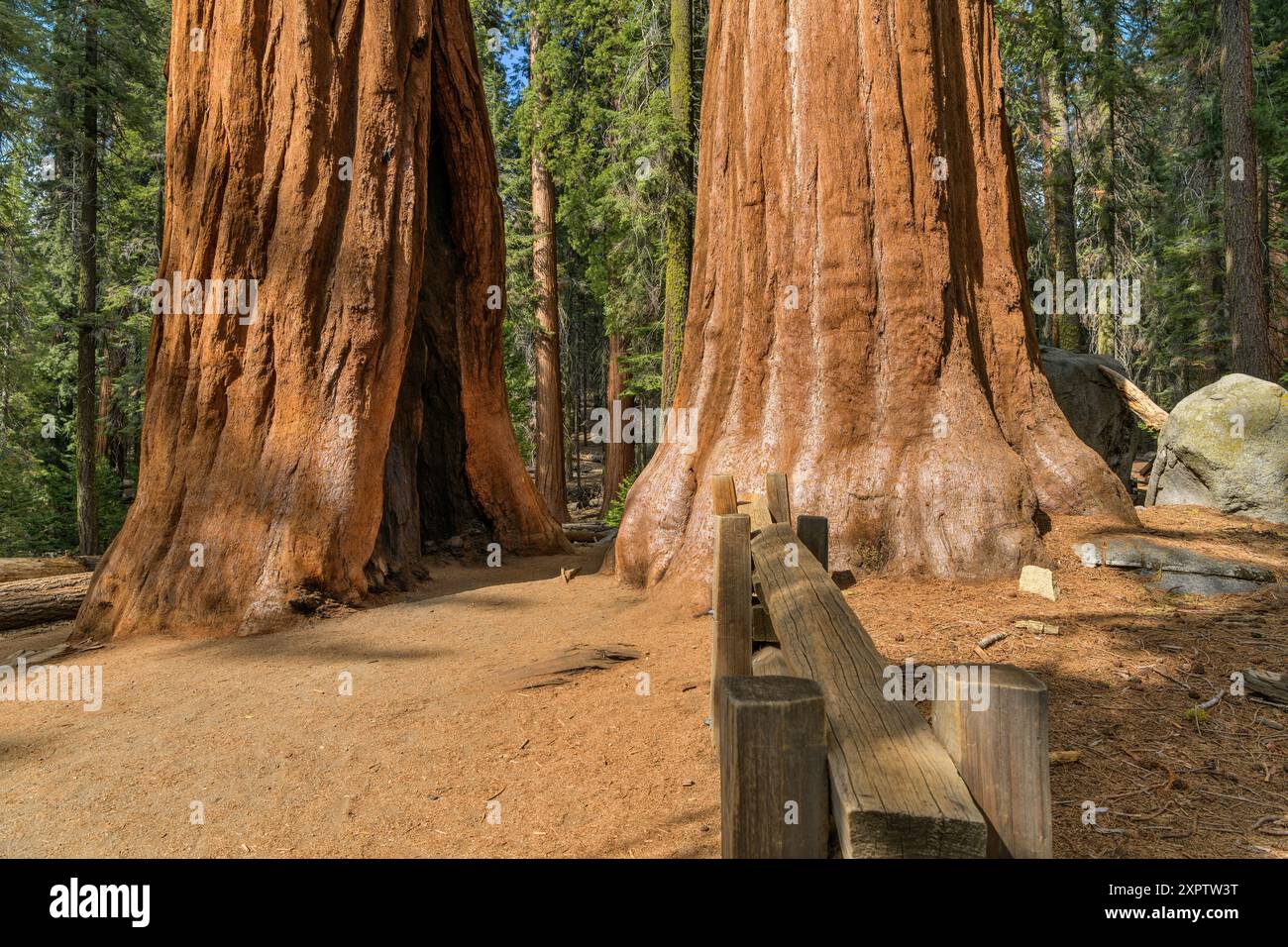 Two scars hi-res stock photography and images - Alamy