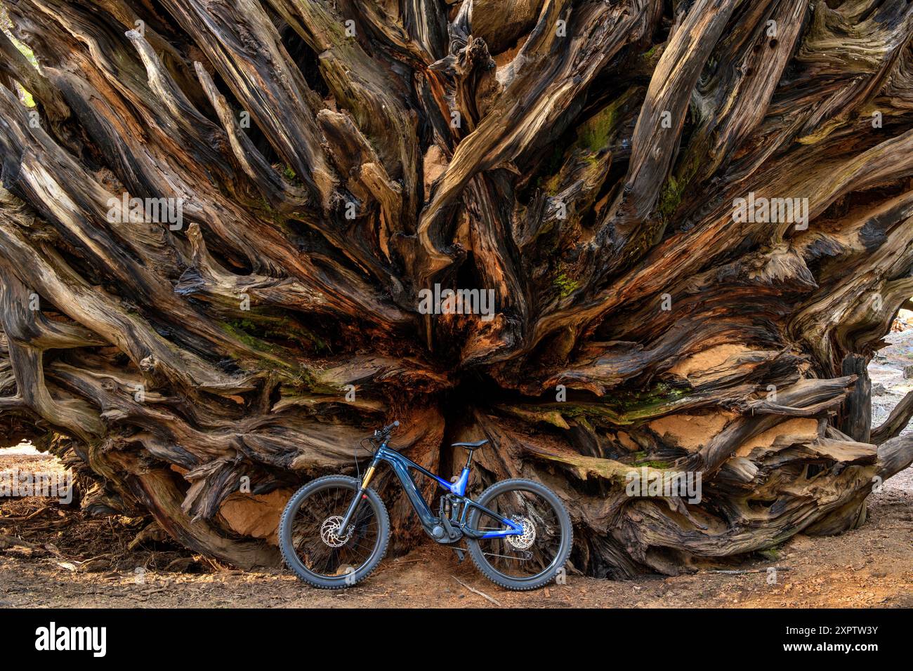 Giant Sequoia Root - An electric-bike standing against a huge root of a ...