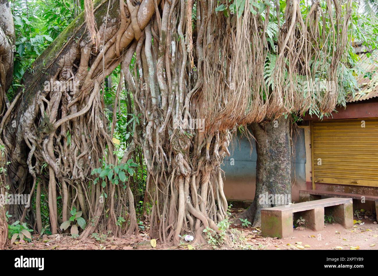 Trunk and aerial roots of an old banyan tree Stock Photo - Alamy