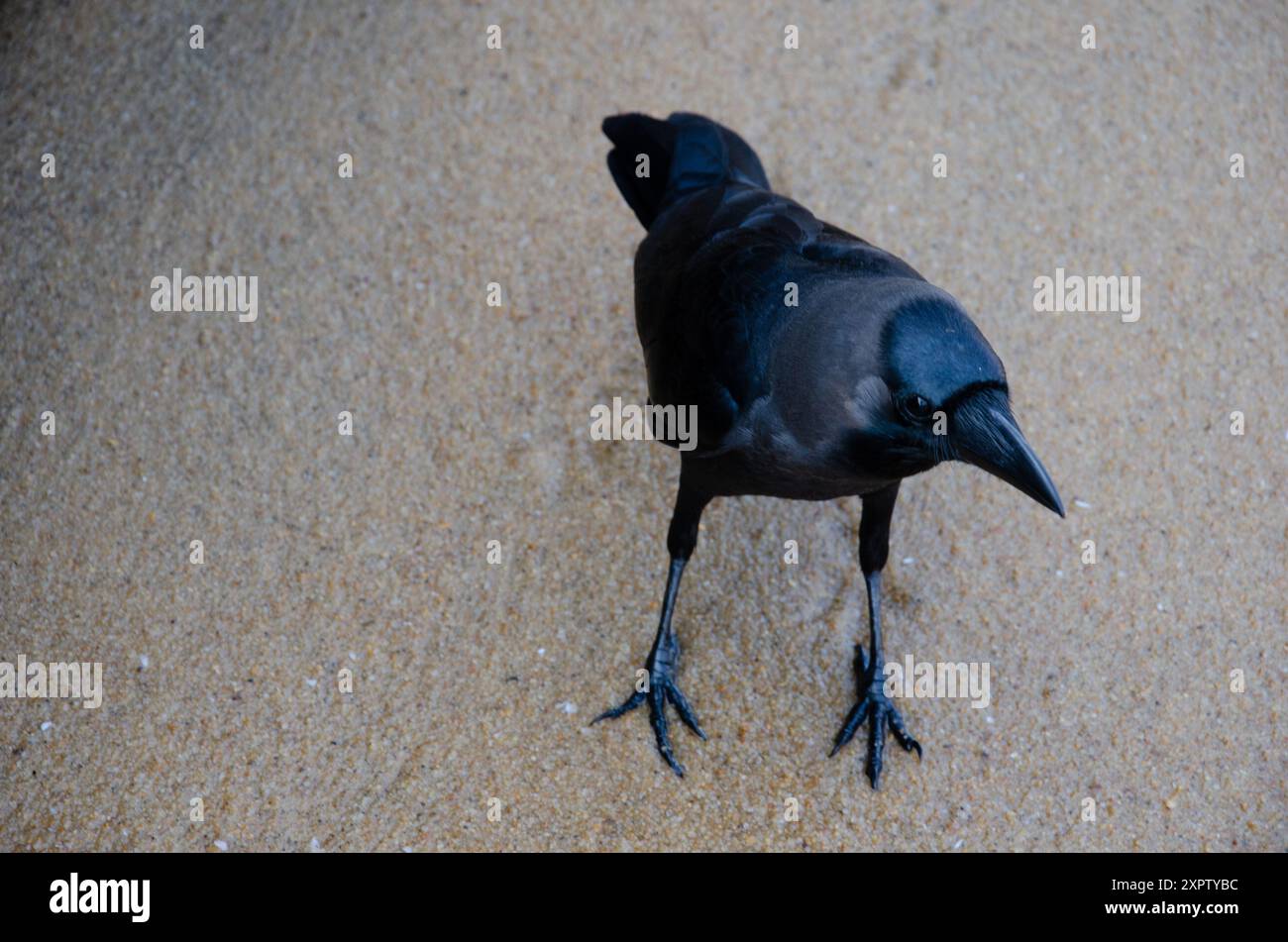 The Indian house crow, also known as the greynecked, Ceylon or Colombo ...