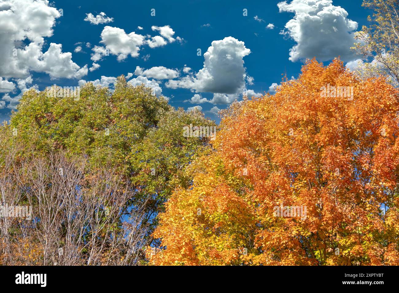 Autumn forest background. Vibrant colorful trees foliage in fall park ...