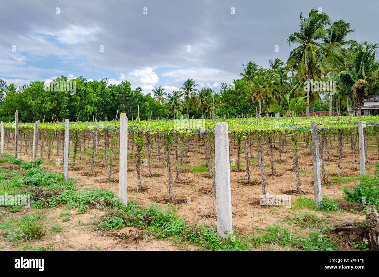 Ivy gourd or gherkins (Tendli) cultivation, Mangalore, India Stock ...