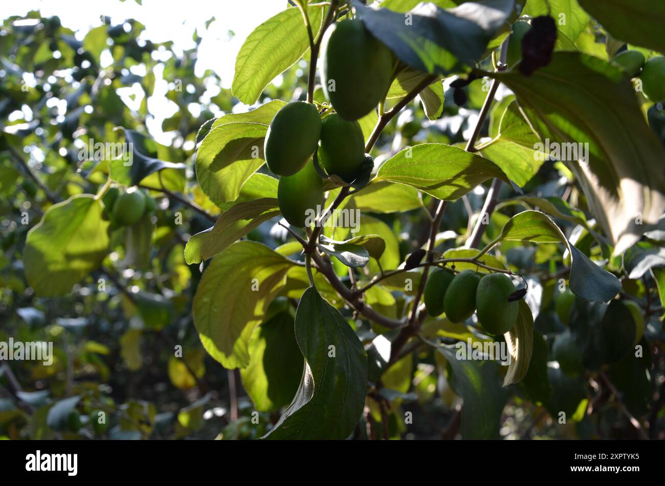 Apple ber (jujube) plant and fruits Stock Photo - Alamy